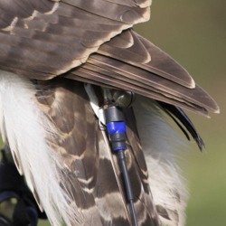 Falconry Electronics